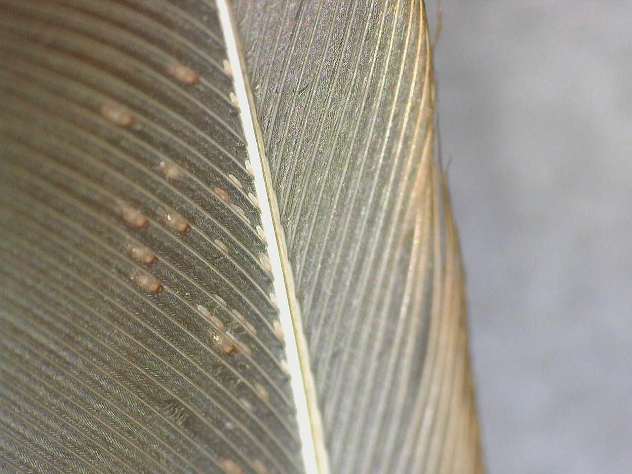 Photographing mites on the wing | Proctor Lab - where we put ...